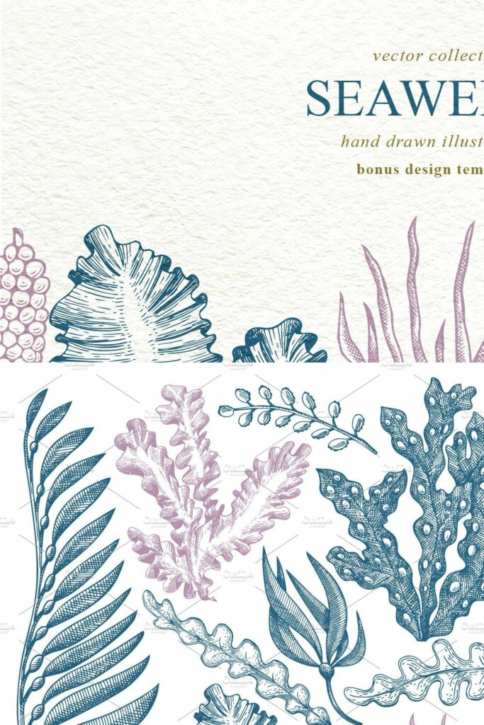 Seaweeds Vector Collection – MasterBundles
