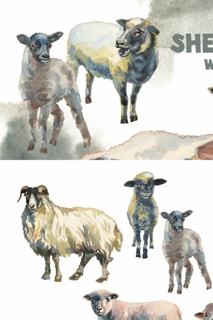 Sheep & Lambs watercolor set – MasterBundles