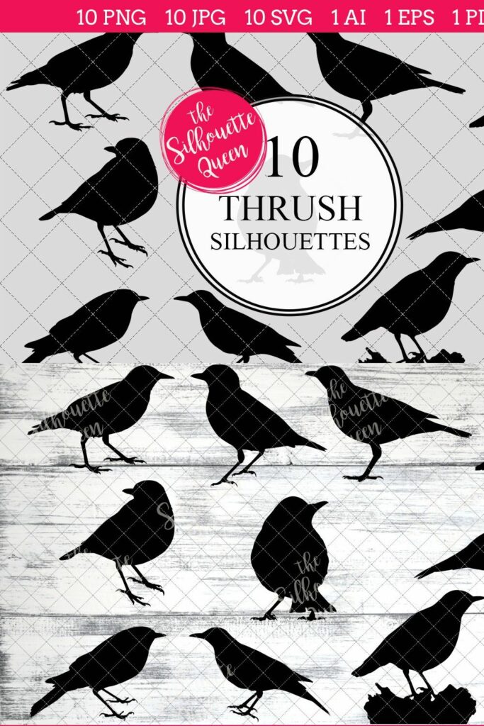 Thrush silhouette vector graphics – MasterBundles