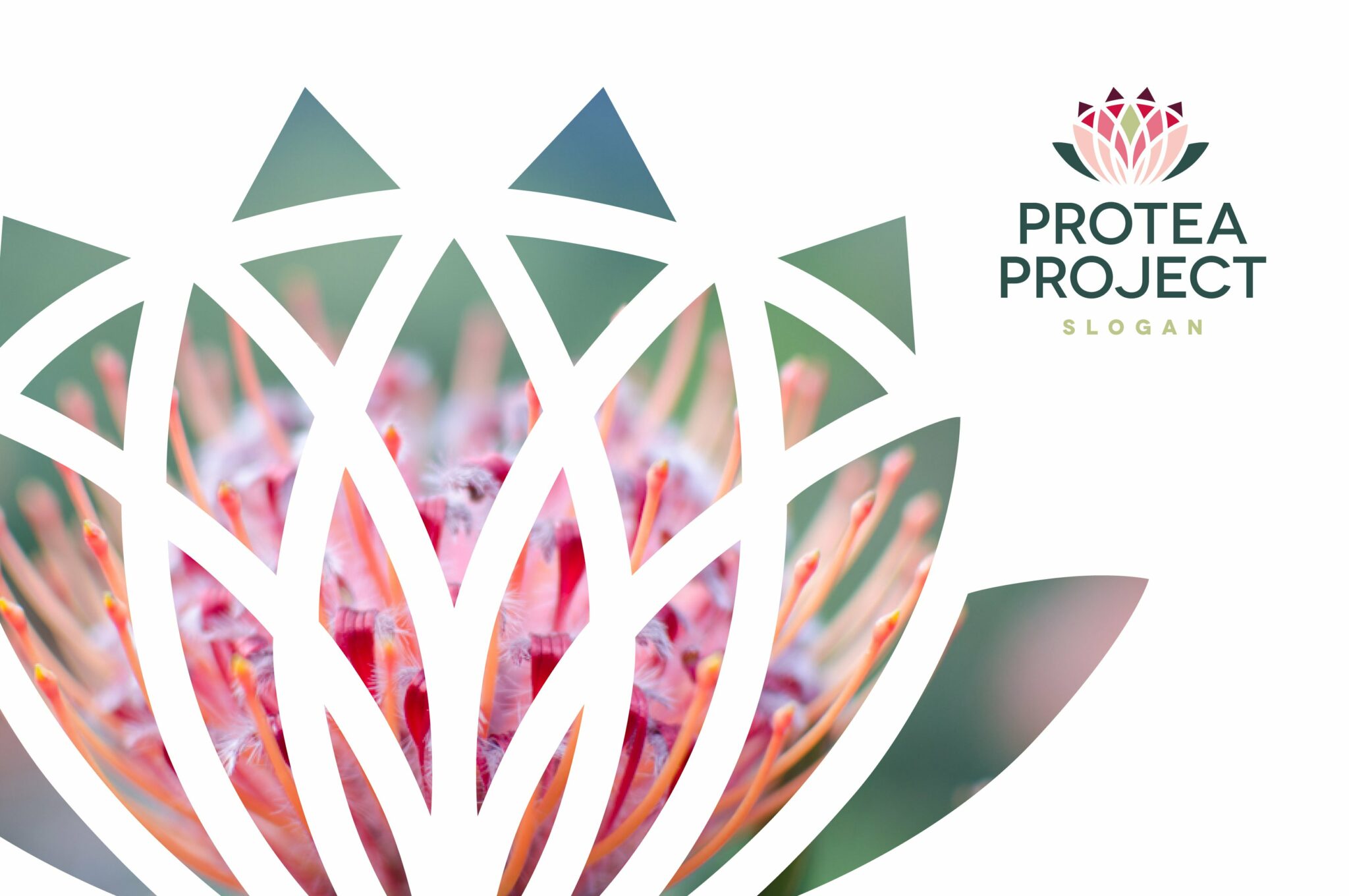 Protea / Lotus / Lily flower logo – MasterBundles