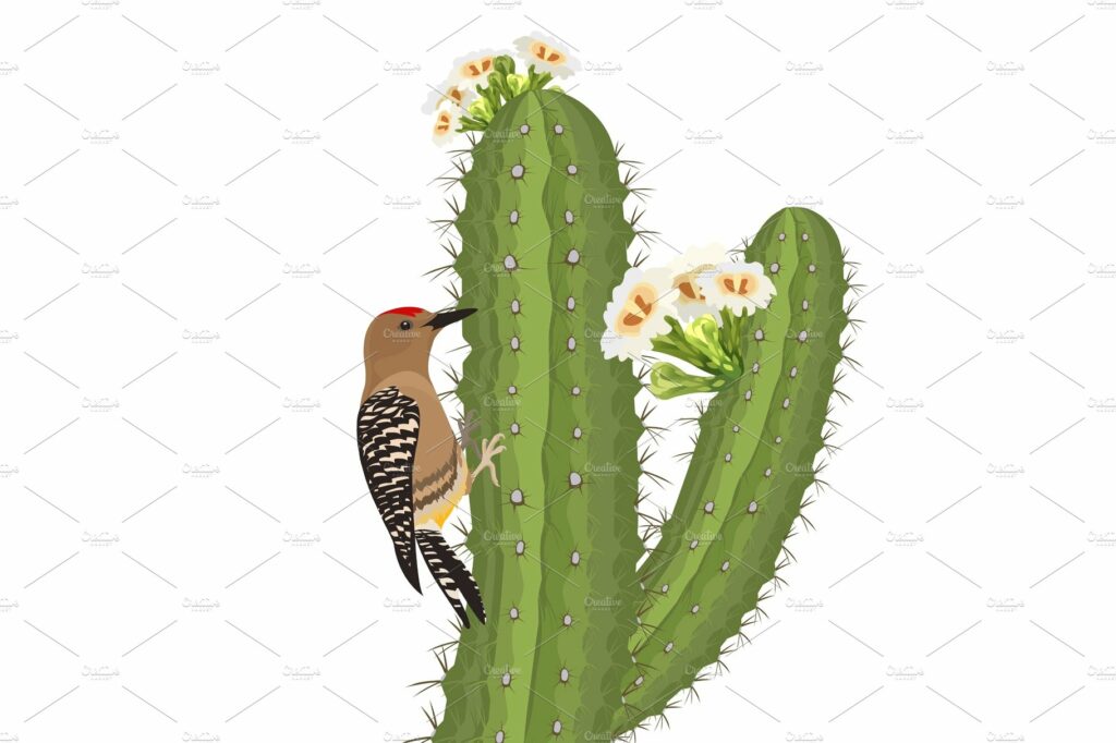 Gila woodpecker bird on saguaro – MasterBundles