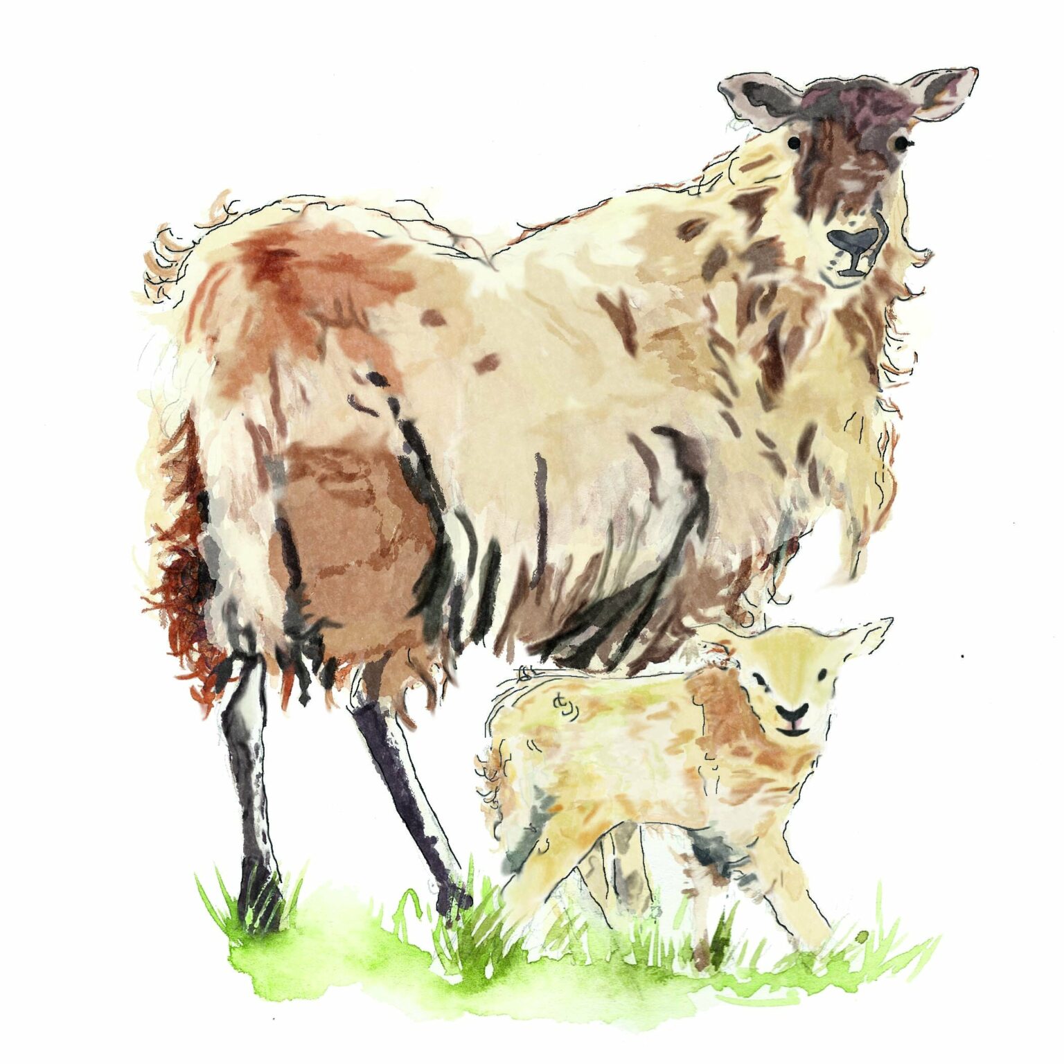 Lambs. Watercolor clipart – MasterBundles