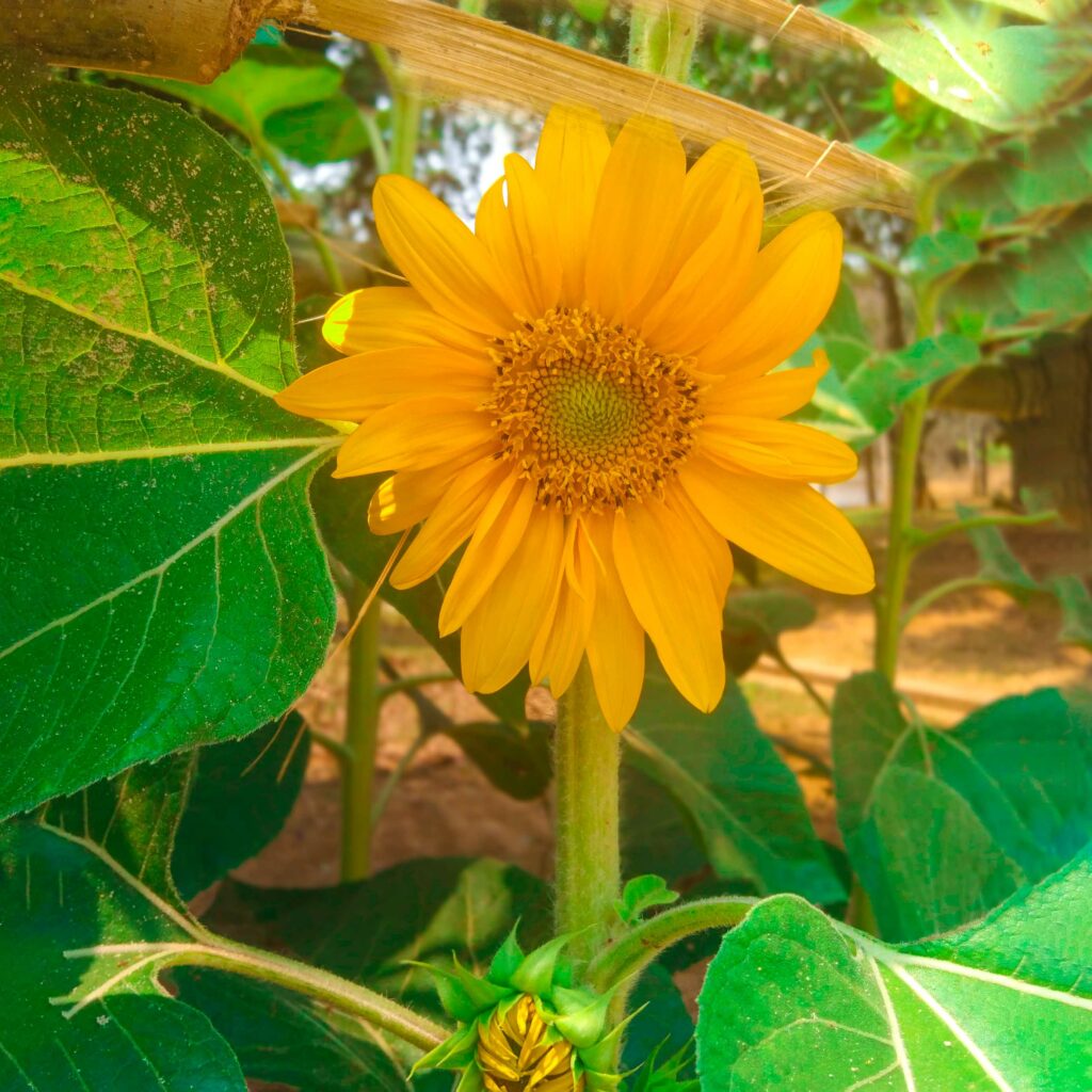 sunflower love Sunnyfields Golden Petals The beauty of nature Bloom ...