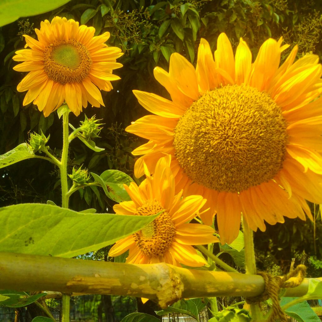 sunflower love Sunnyfields Golden Petals The beauty of nature Bloom ...