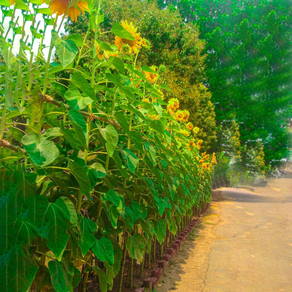 sunflower love Sunnyfields Golden Petals The beauty of nature Bloom brightly Summerblossom ...