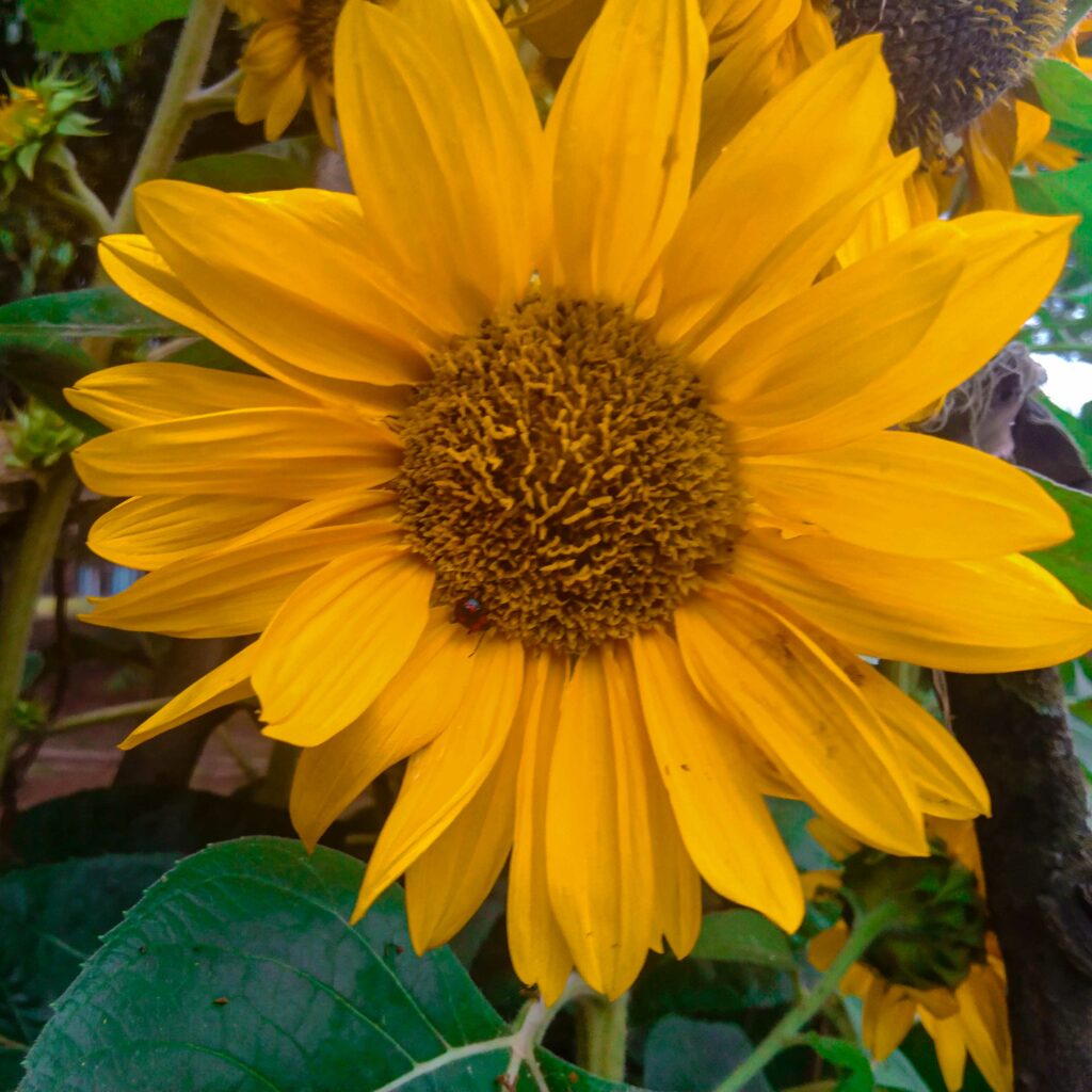 sunflower love Sunnyfields Golden Petals The beauty of nature Bloom ...