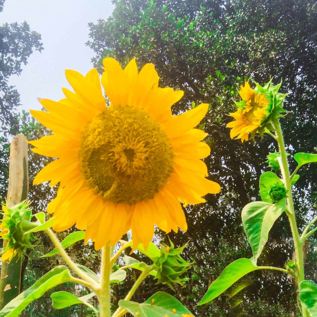 sunflower love Sunnyfields Golden Petals The beauty of nature Bloom brightly Summerblossom ...