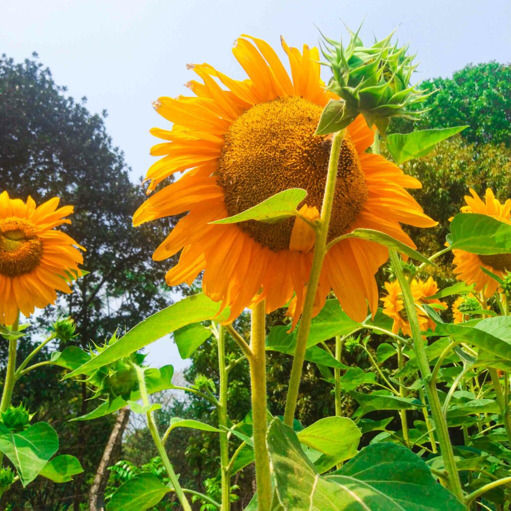 sunflower love Sunnyfields Golden Petals The beauty of nature Bloom ...