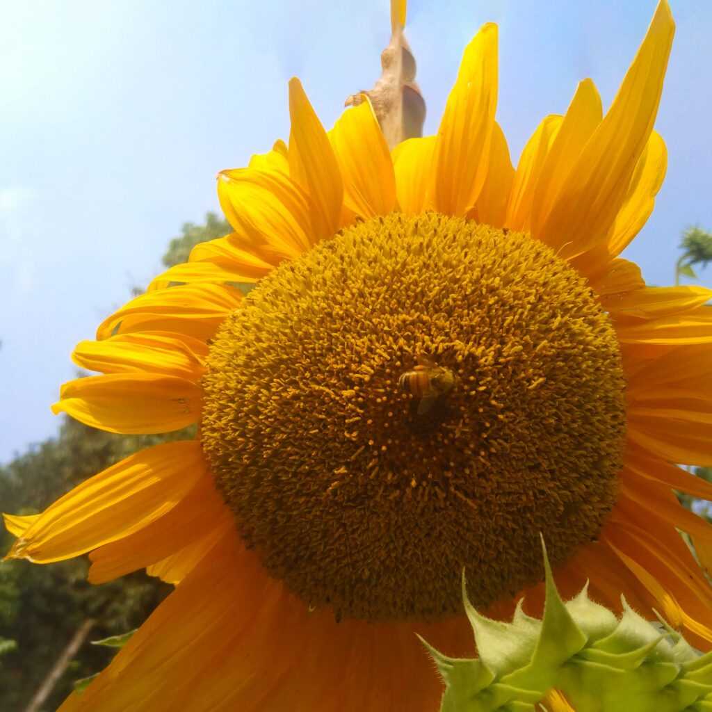 sunflower love Sunnyfields Golden Petals The beauty of nature Bloom ...