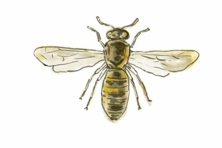 Animation Spanish Pollen Wasp – MasterBundles