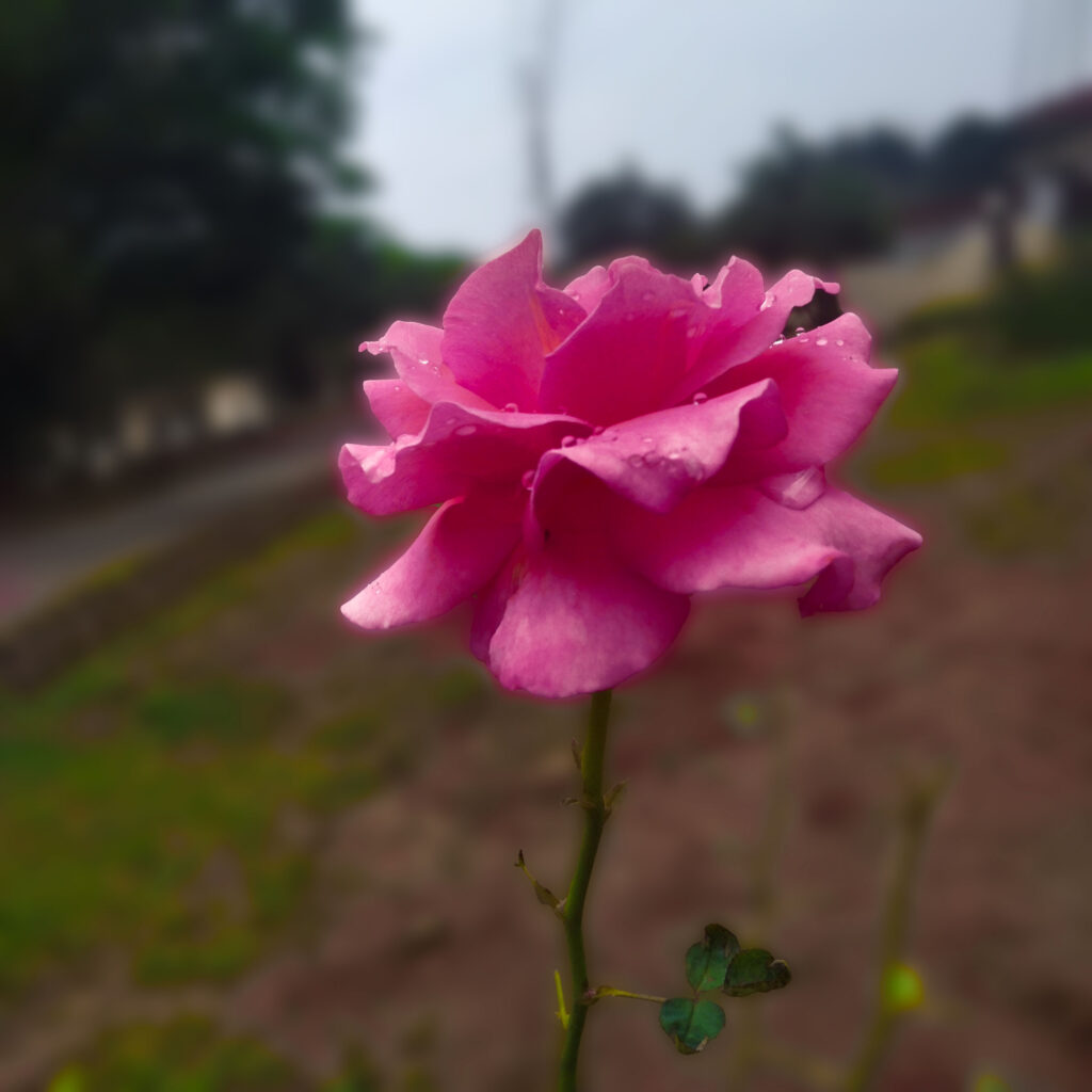 rose photos | blue color rose | green color rose | yellow color rose ...