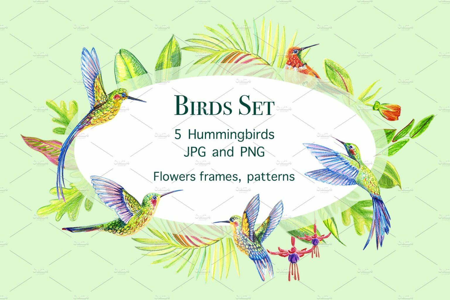 Hummingbirds. Tropical birds. – MasterBundles