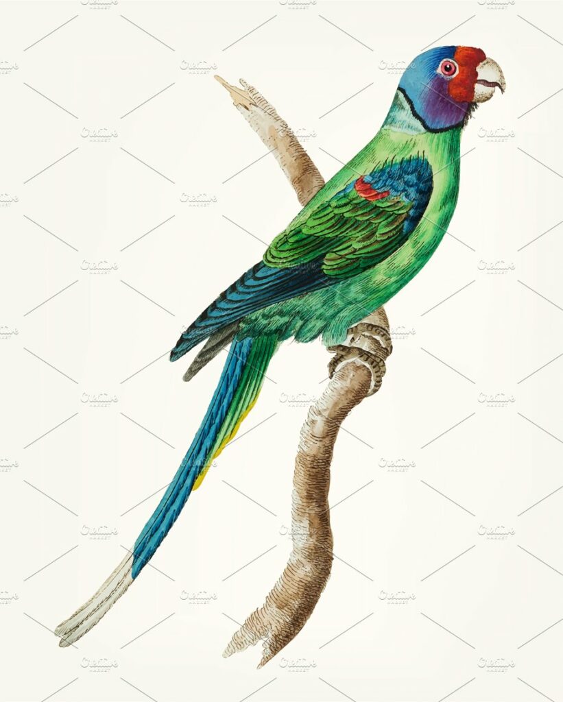 Drawing - long tailed green parakeet – MasterBundles