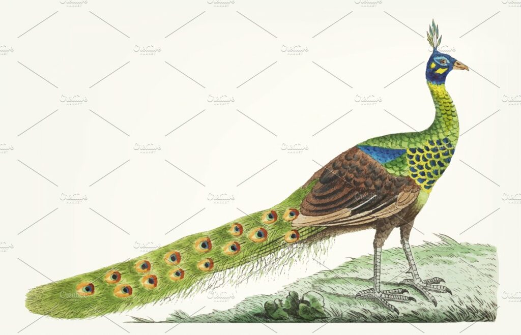 Illustration of peacock – MasterBundles