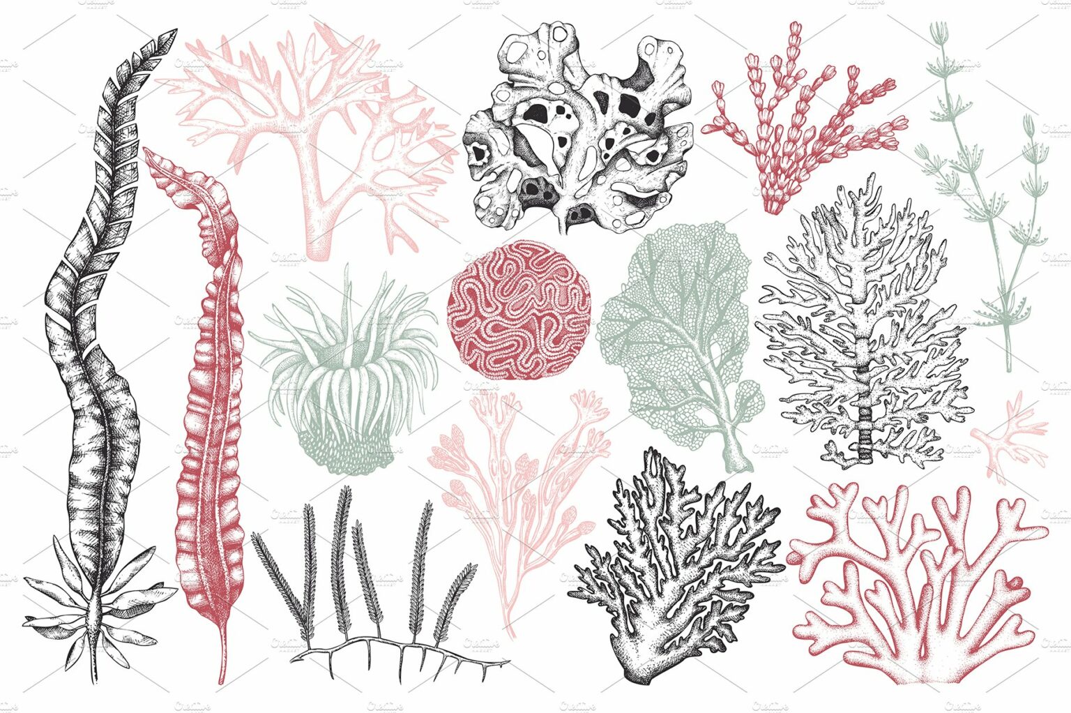 Vector Seaweeds Collection – MasterBundles