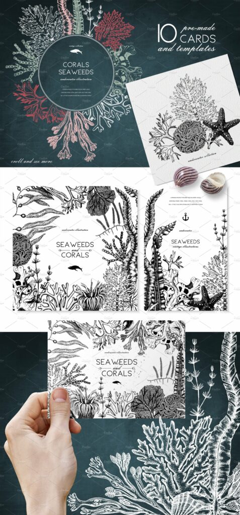 Vector Seaweeds Collection – MasterBundles