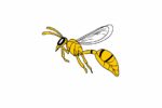 Wasp Flying Drawing – MasterBundles