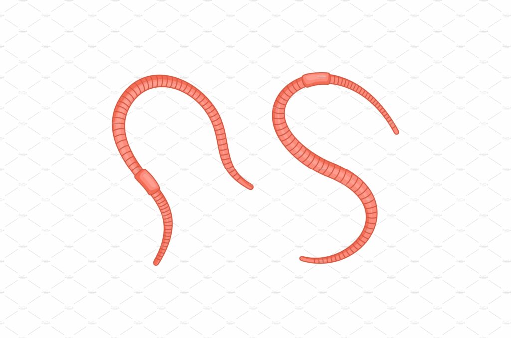 Cute Earthworm Set on White – MasterBundles