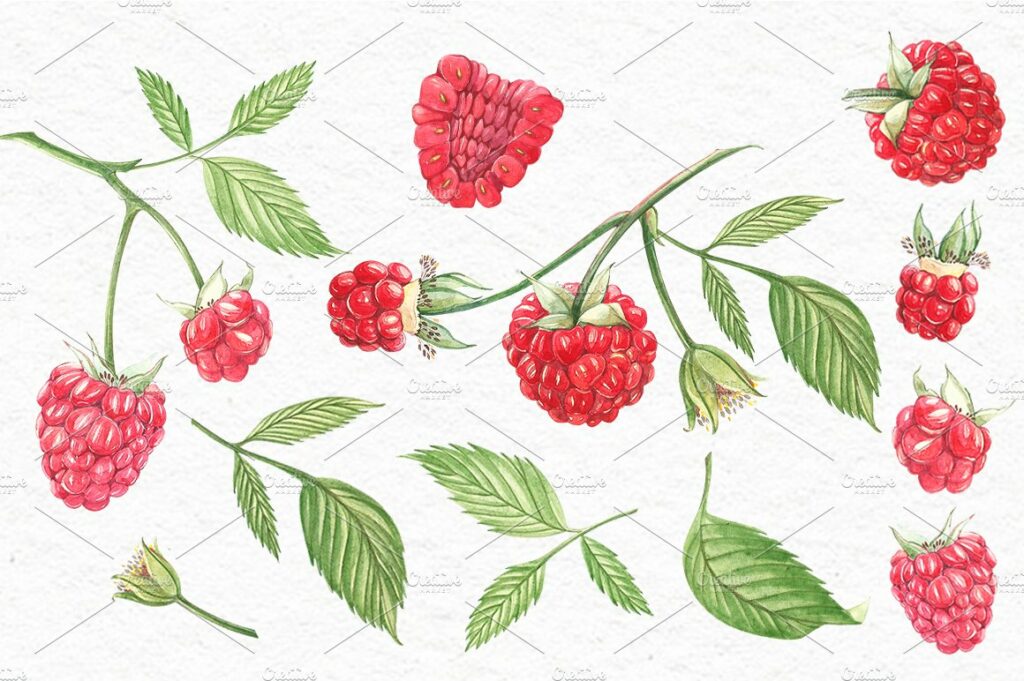 Raspberry Graphic&Watercolor clipart – MasterBundles
