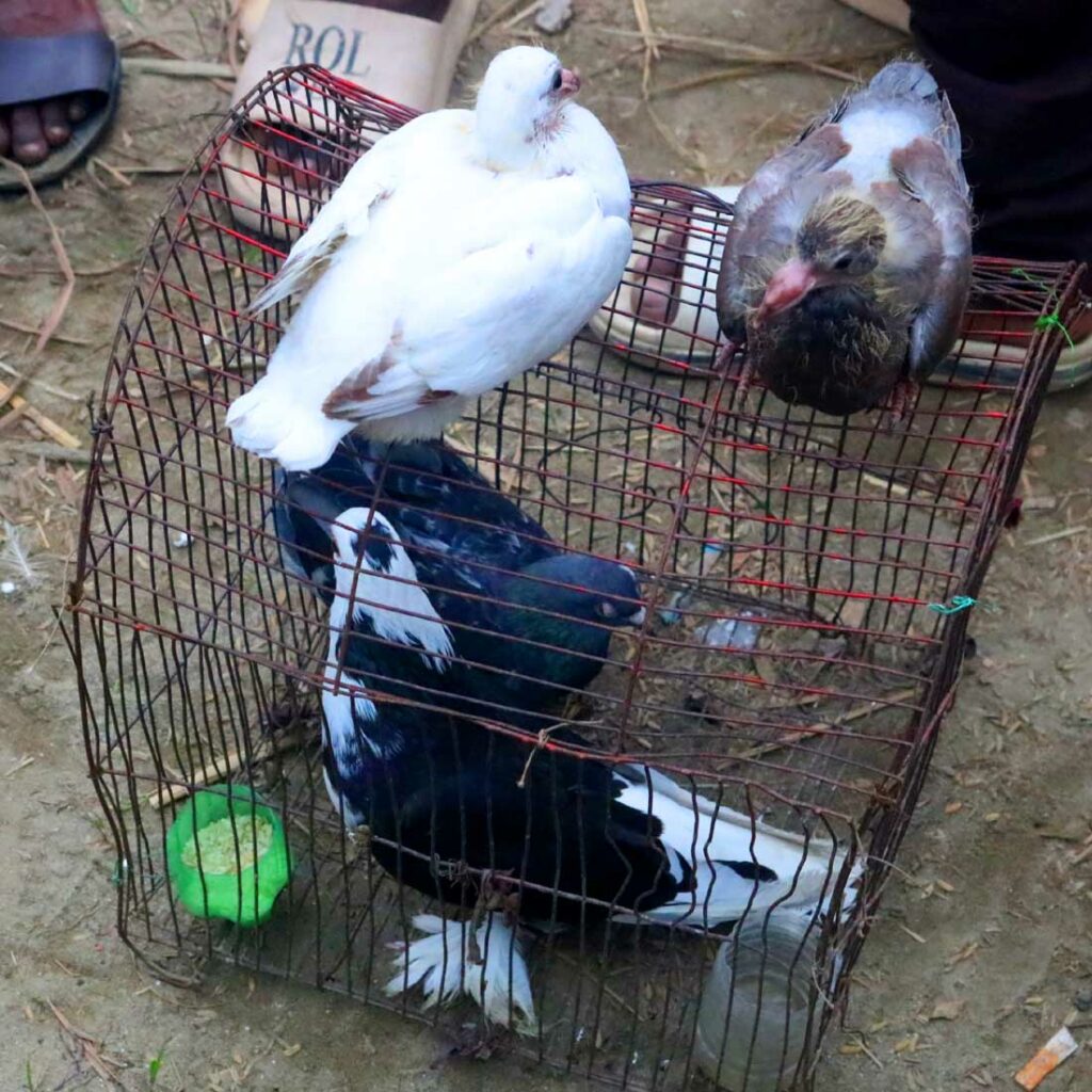 Kabutar Tree Photography in Bangladesh - MasterBundles