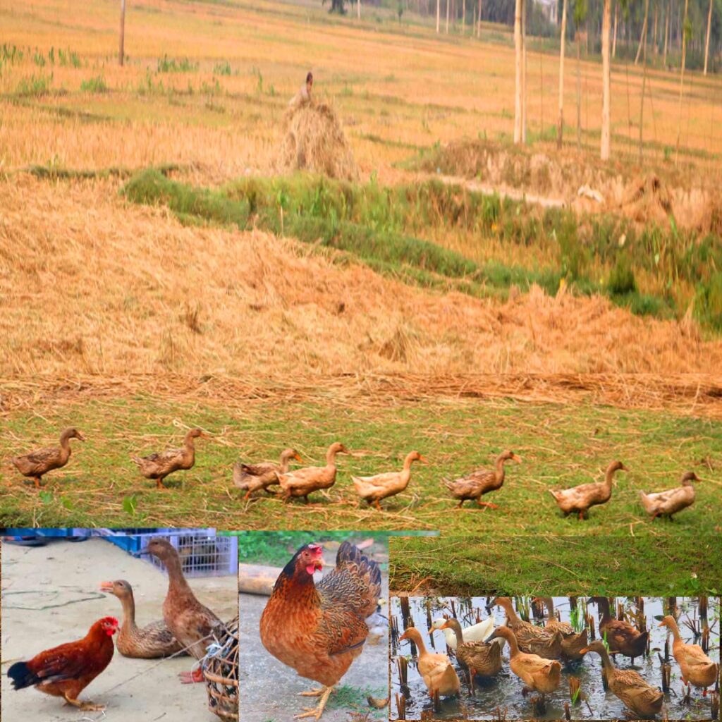 Murgi Hash Palon village photography in bangladesh - MasterBundles