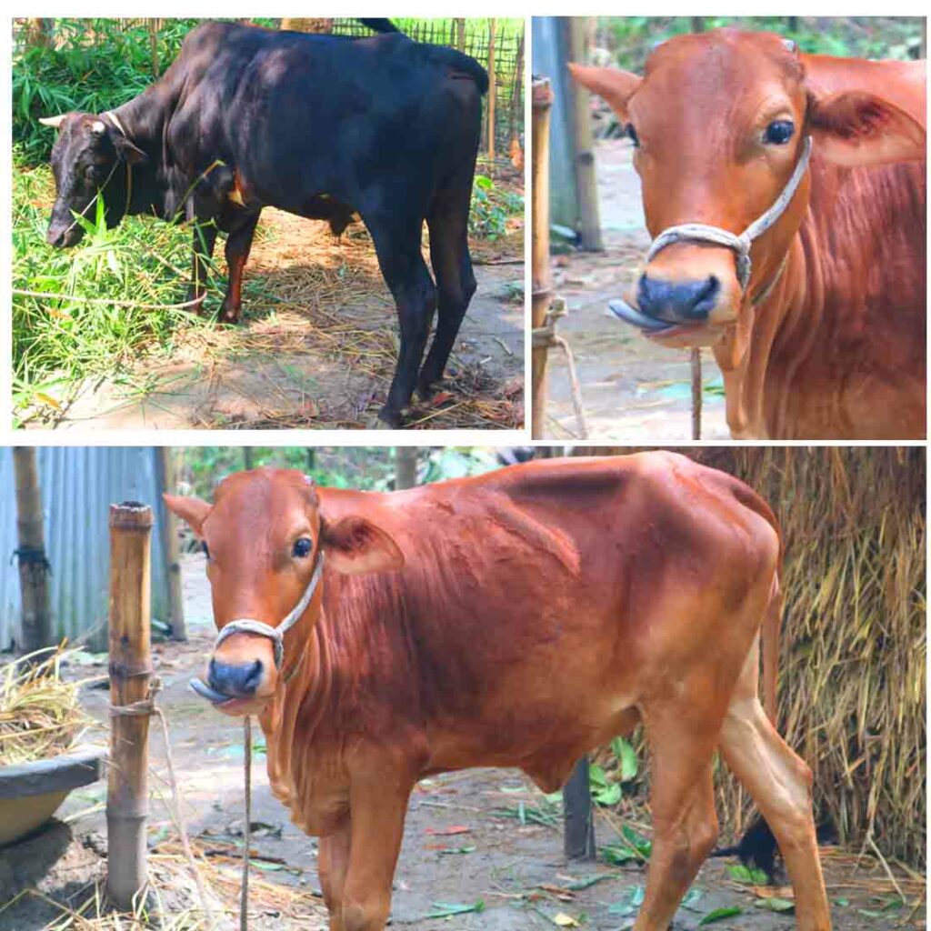 Goru Photography in Bangladesh - MasterBundles