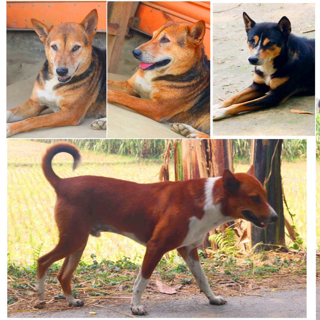 Kukur Photography in Bangladesh - MasterBundles