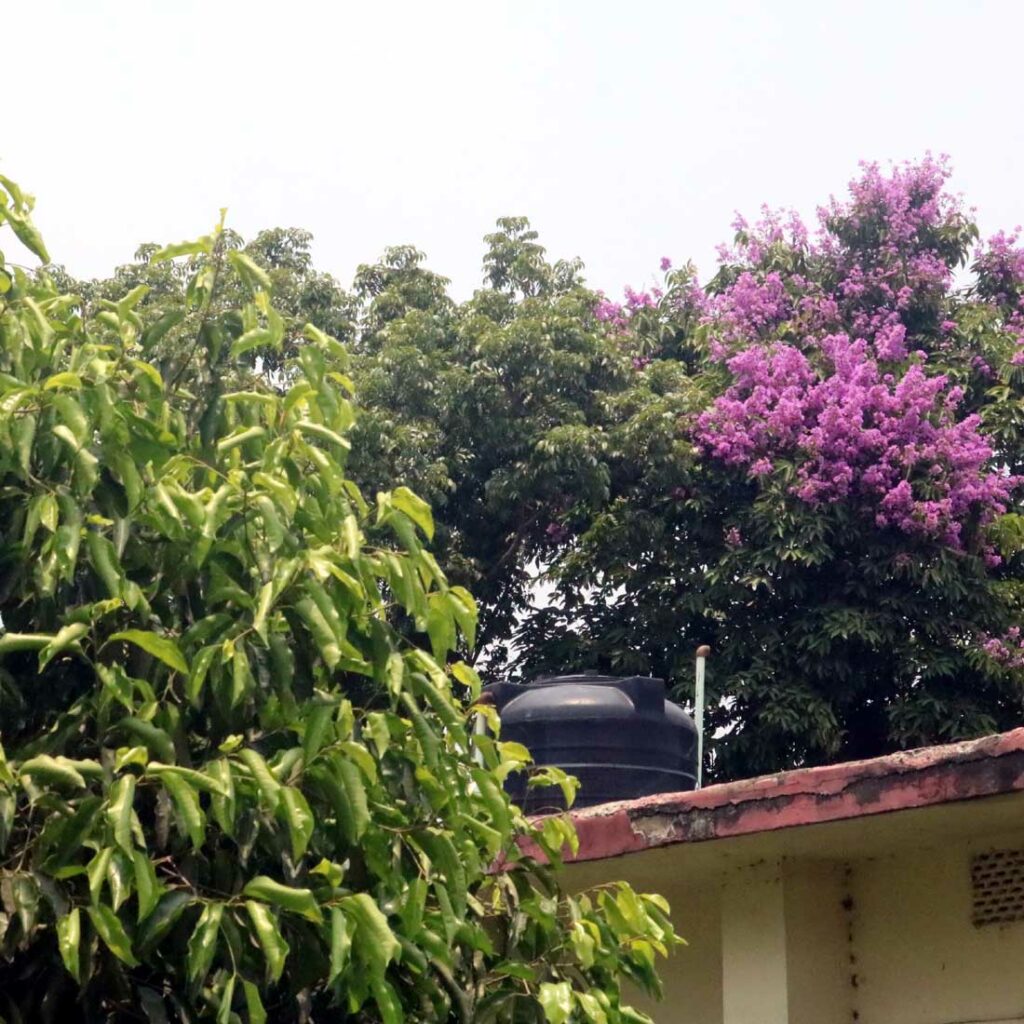 Natural tree Background Photography in Bangladesh - MasterBundles