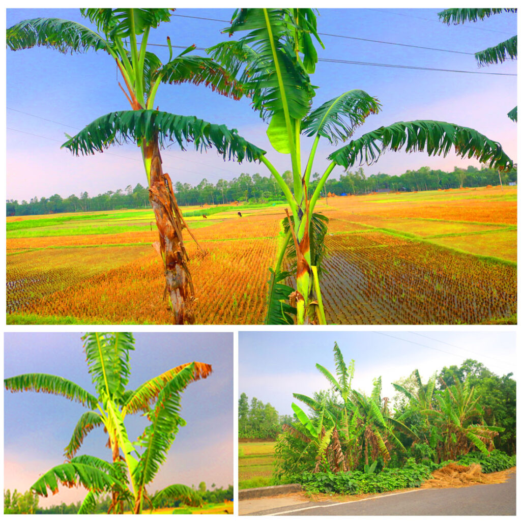 Banana Tree Kola Photography in Bangladesh Fruits - MasterBundles