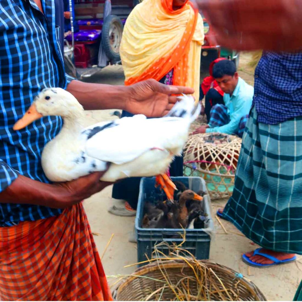 Hash Palon village Photography in Bangladesh - MasterBundles