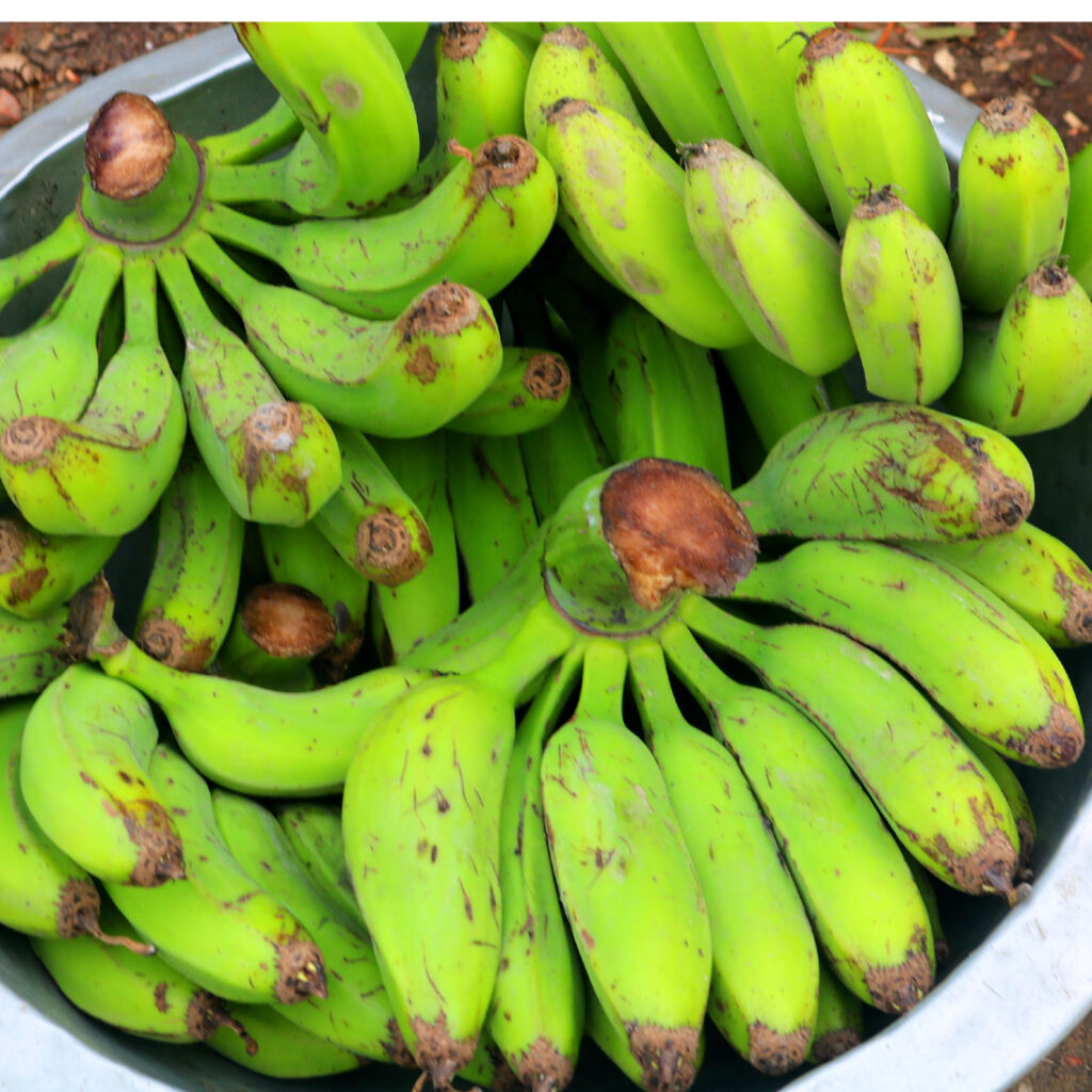 kola Photography in Bangladesh - MasterBundles