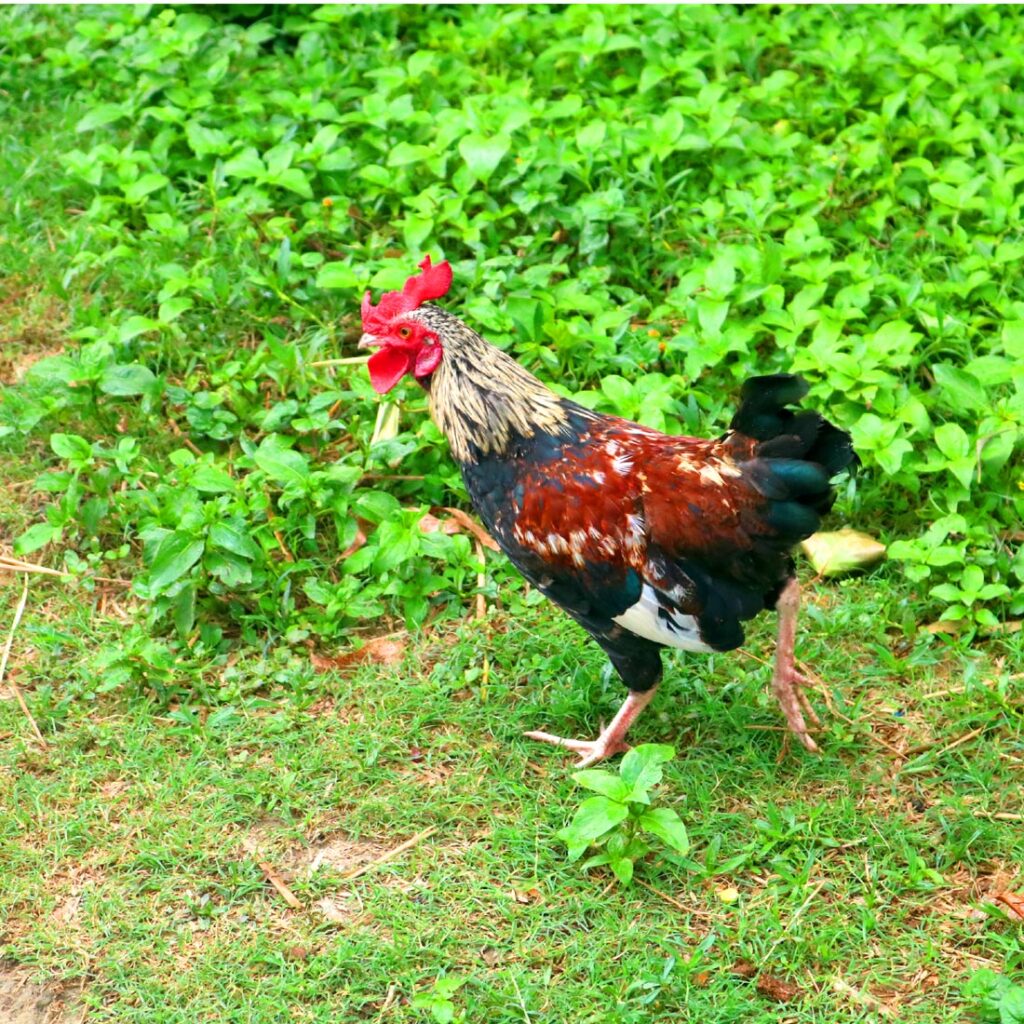 Murgi Photography in Bangladesh - MasterBundles