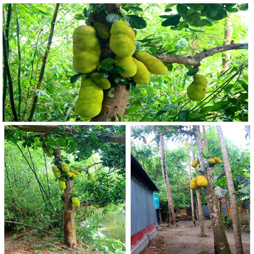 Kathal Tree Photography in Bangladesh - MasterBundles