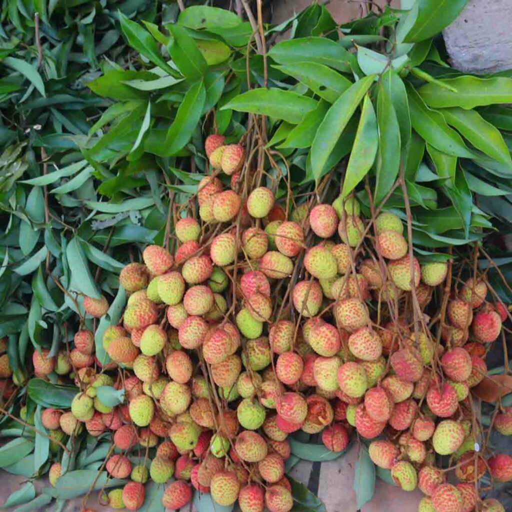 Lichu Photography in Bangladesh - MasterBundles