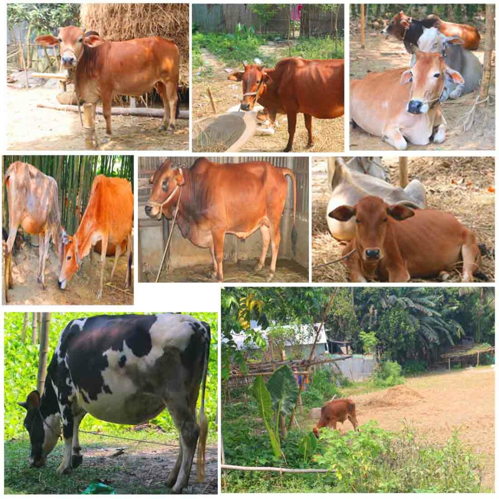 Goru Photography in Bangladesh - MasterBundles Goru Photography in Bangladesh - MasterBundles