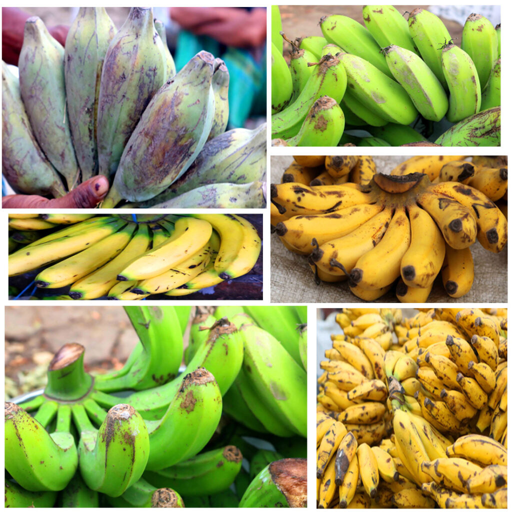 kola Photography in Bangladesh - MasterBundles