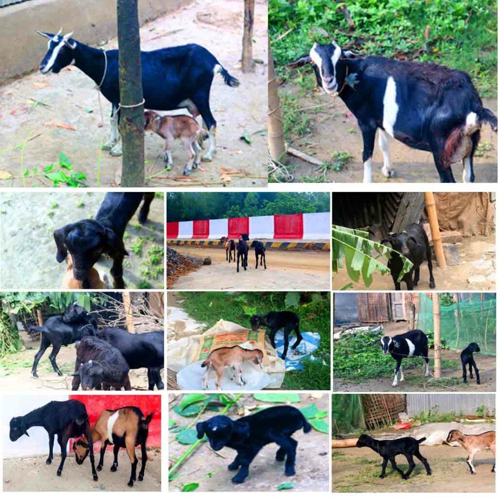 Goat Khasi photography in bangladesh Nimbu Tree - MasterBundles