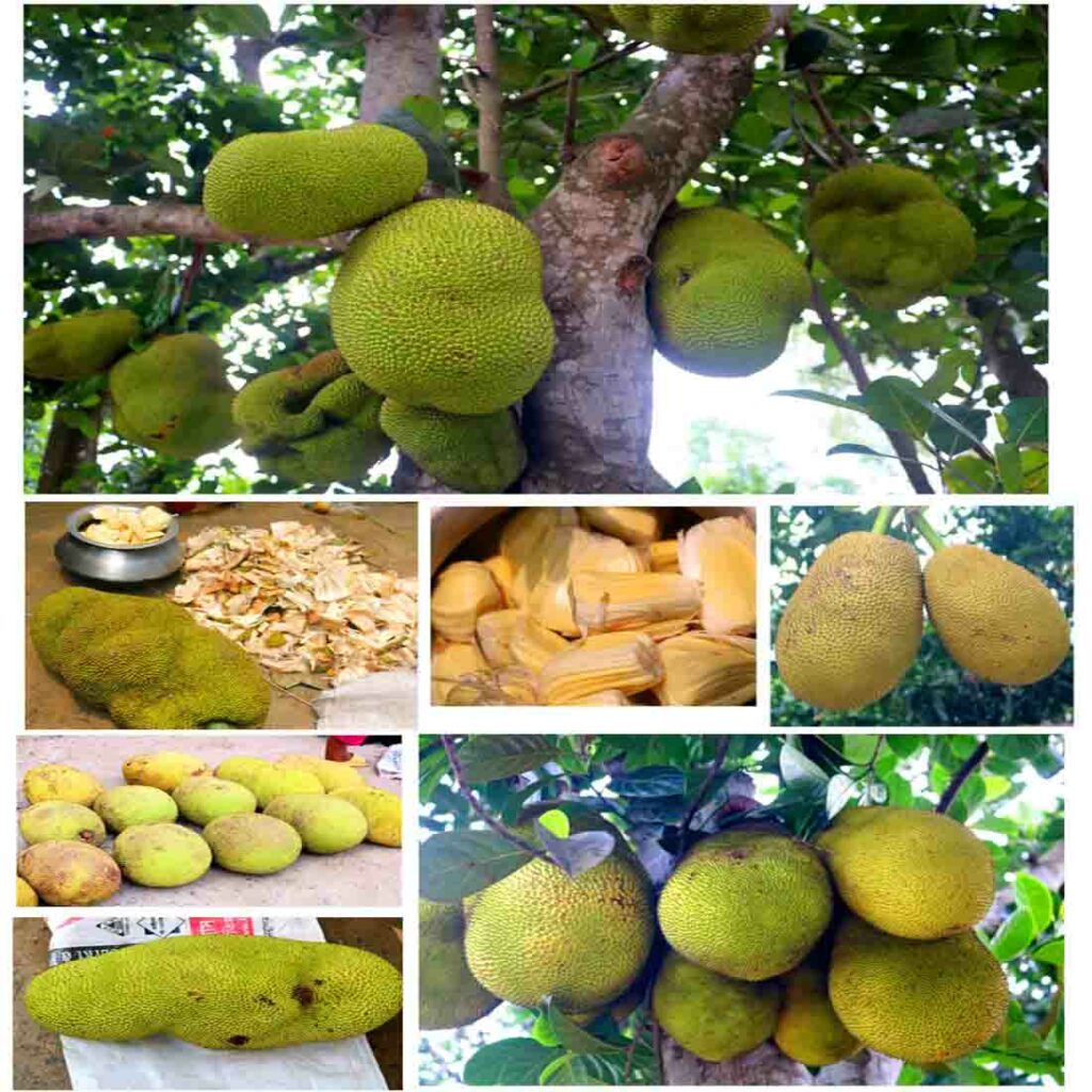 Kathal Photography in Bangladesh - MasterBundles