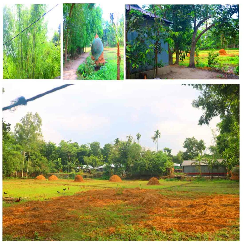 Natural Tree Background Photography in Bangladesh - MasterBundles