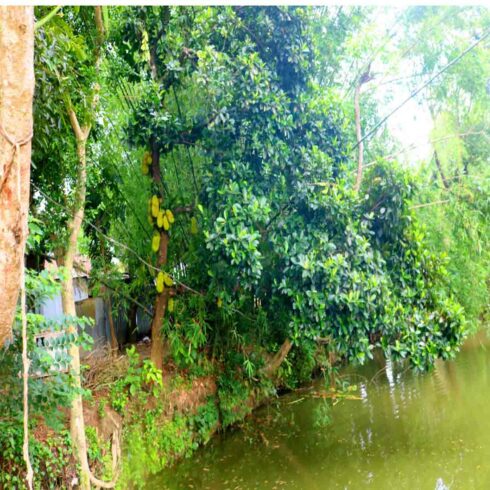 Kathal Tree Photography in Bangladesh - MasterBundles
