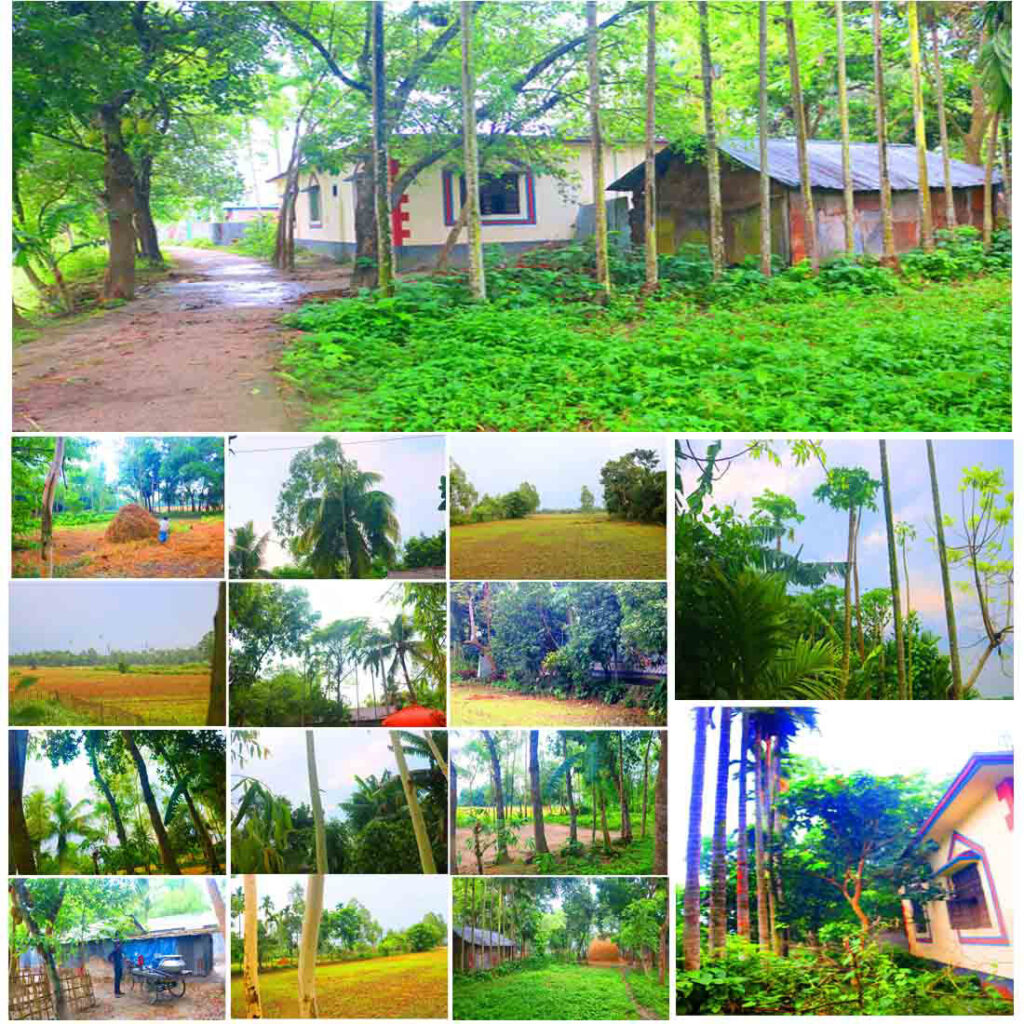 Ghar Tree Photography in Bangladesh - MasterBundles