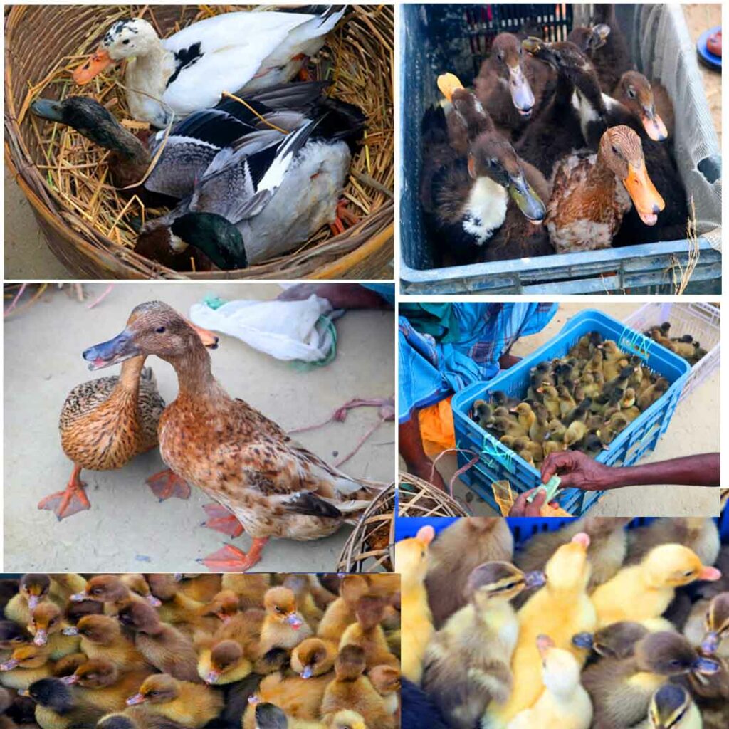 Hash Palon village Photography in Bangladesh - MasterBundles