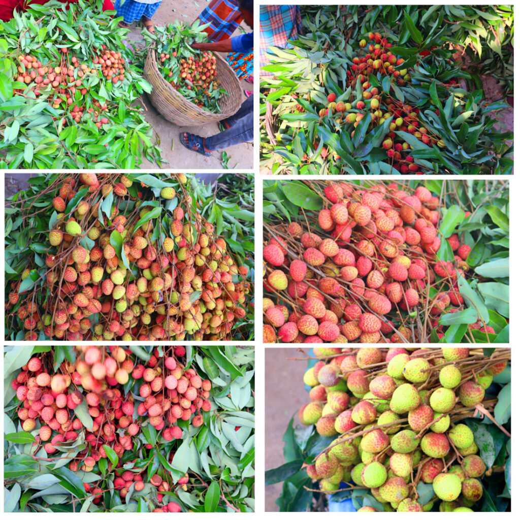 Lichu Photography in Bangladesh - MasterBundles