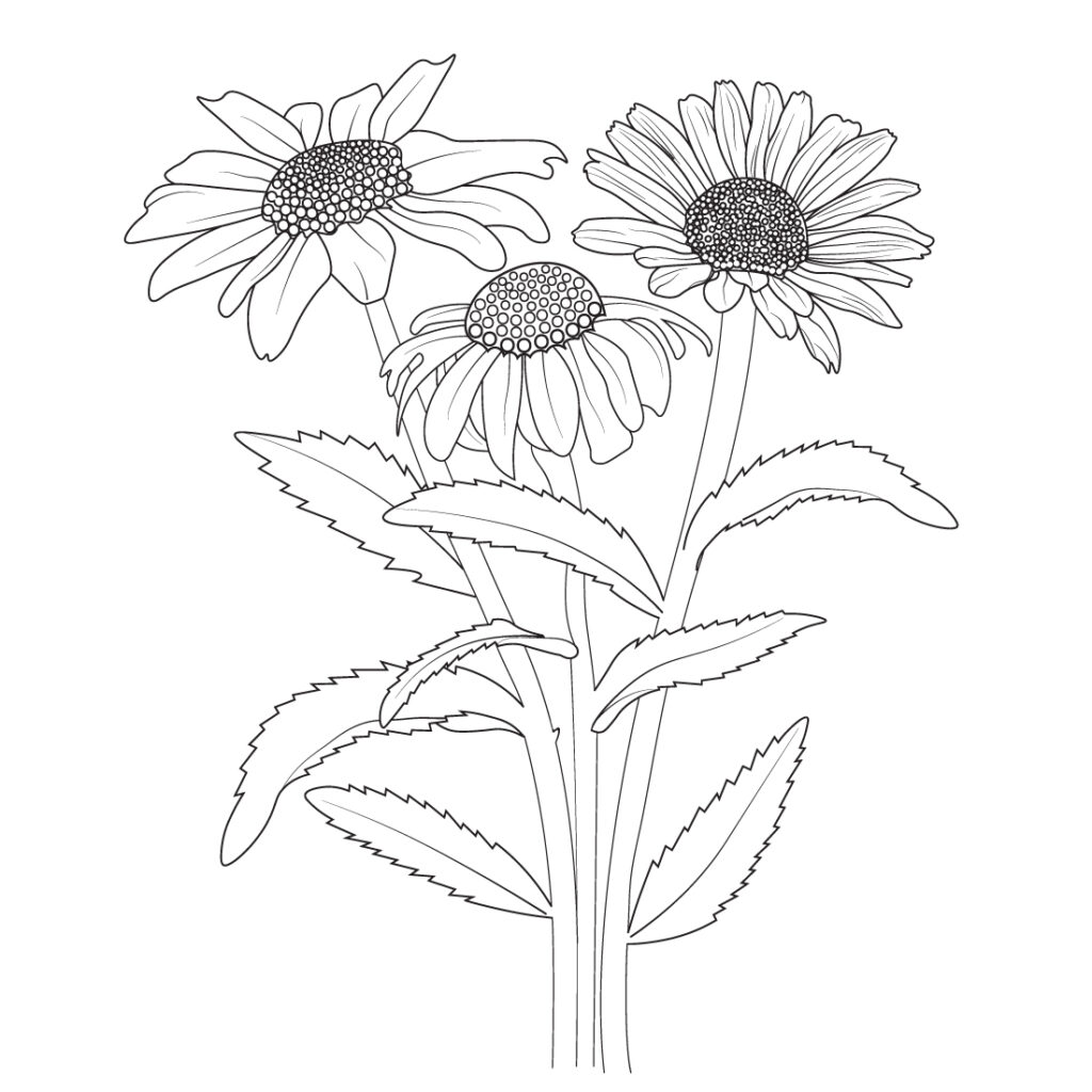 botanical daisy flower line art, gerbera daisy flower pencil art ...