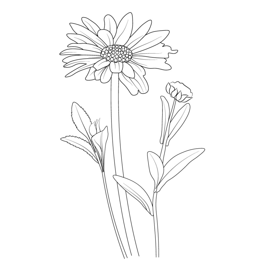 simple daisy flower drawing for kids, daisy flower line art, easy way ...