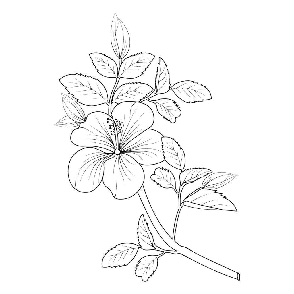 Botanical hibiscus flower drawing, hibiscus flower vector art, hibiscus ...