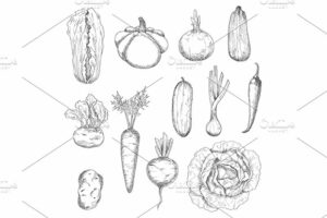 Outline vegetables sketches – MasterBundles