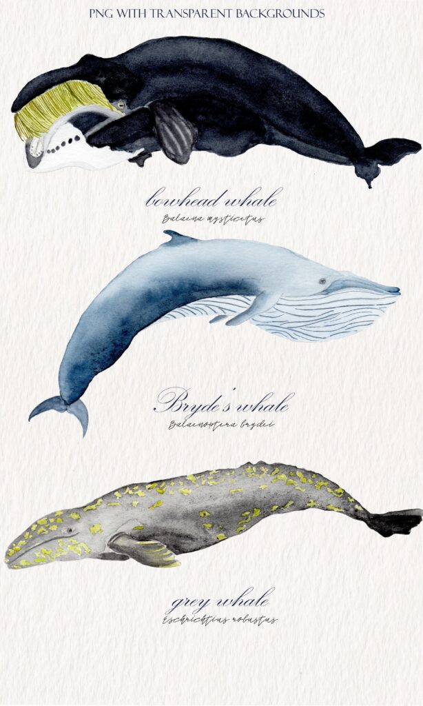 Watercolor whales illustration set – MasterBundles