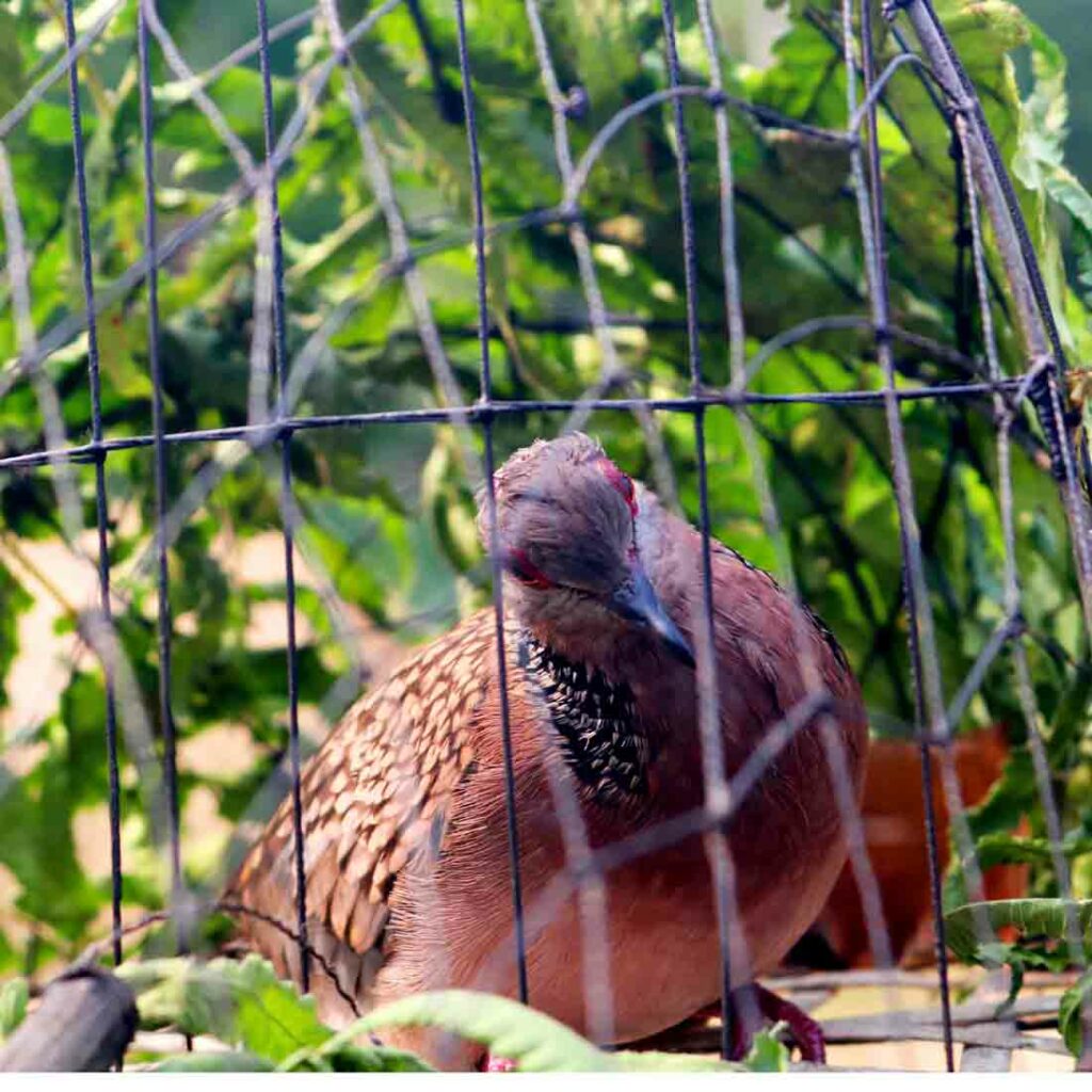 Pakhi Tree Photography in Bangladesh - MasterBundles