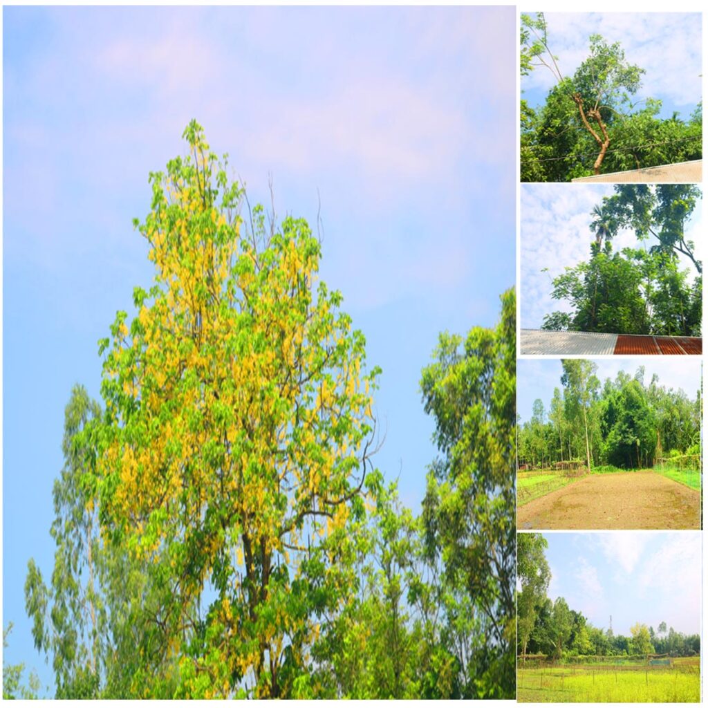 Natural Tree Background Photography in Bangladesh - MasterBundles